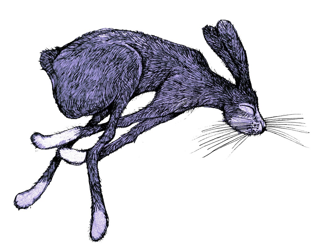 Original Art Hare, Hare Illustration, Pen and Ink Hare Art, Hare Art ...