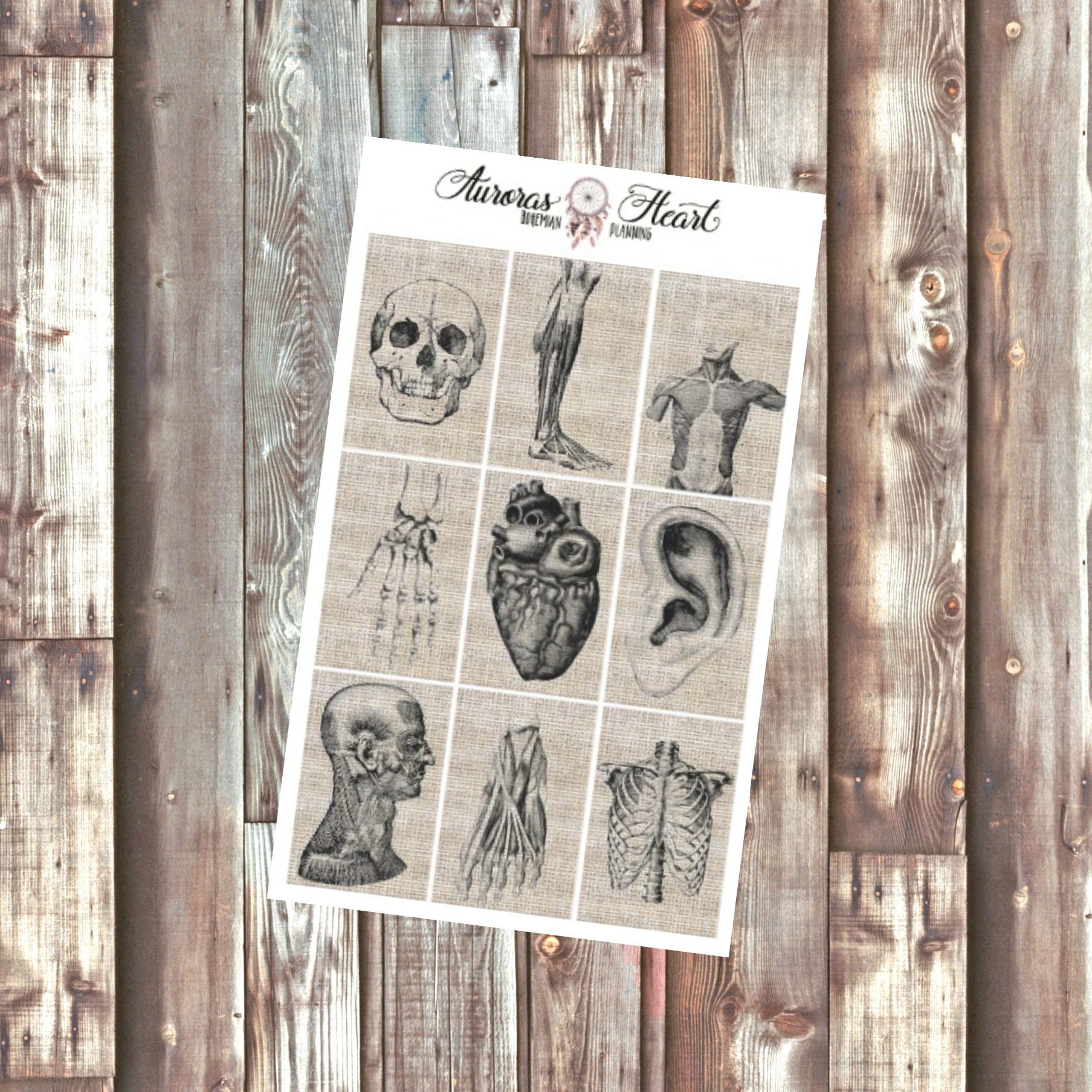 Anatomy Full Set Planner Stickers Boho - Etsy