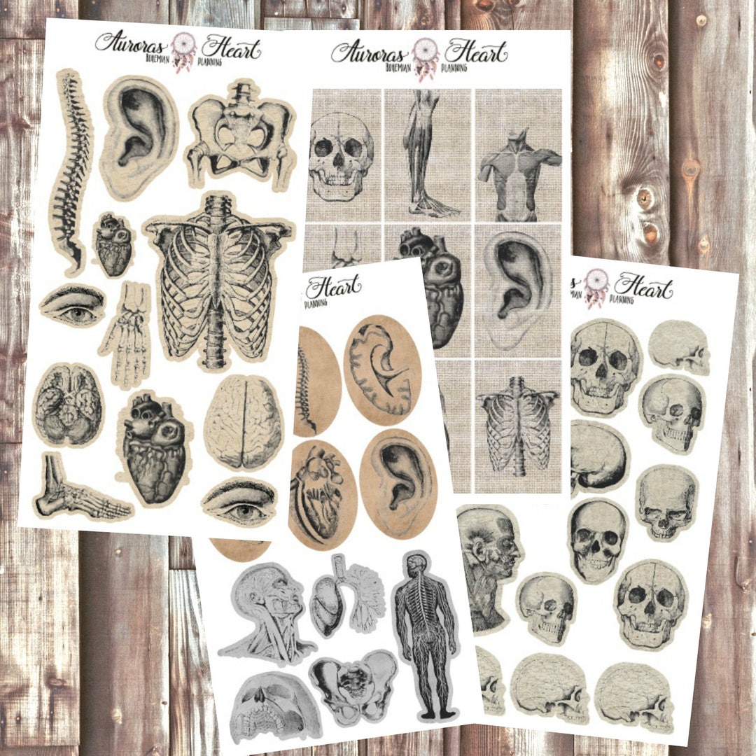 Anatomy Full Set Planner Stickers Boho - Etsy