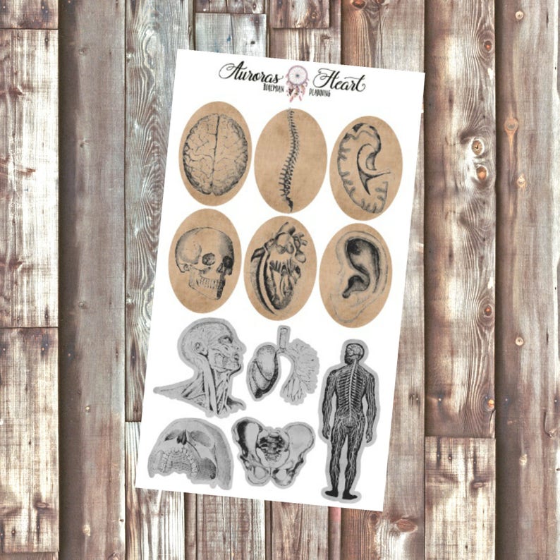 Anatomy Full Set Planner Stickers Boho - Etsy