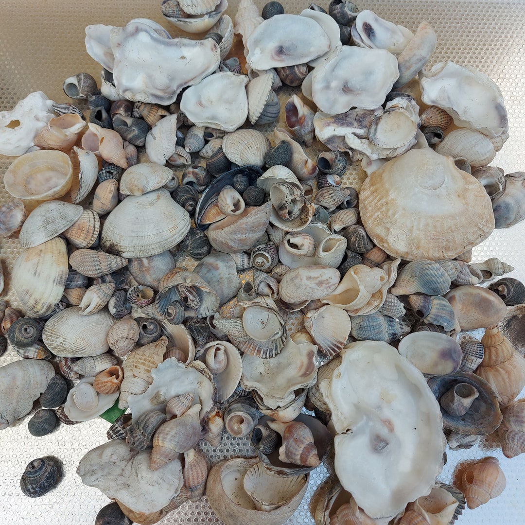 Mixed Sea Shells 650g Shell Crafting Nautical Decor Bulk - Etsy