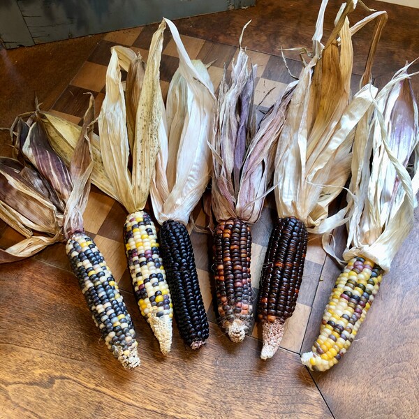 Indian Corn Ears - Etsy