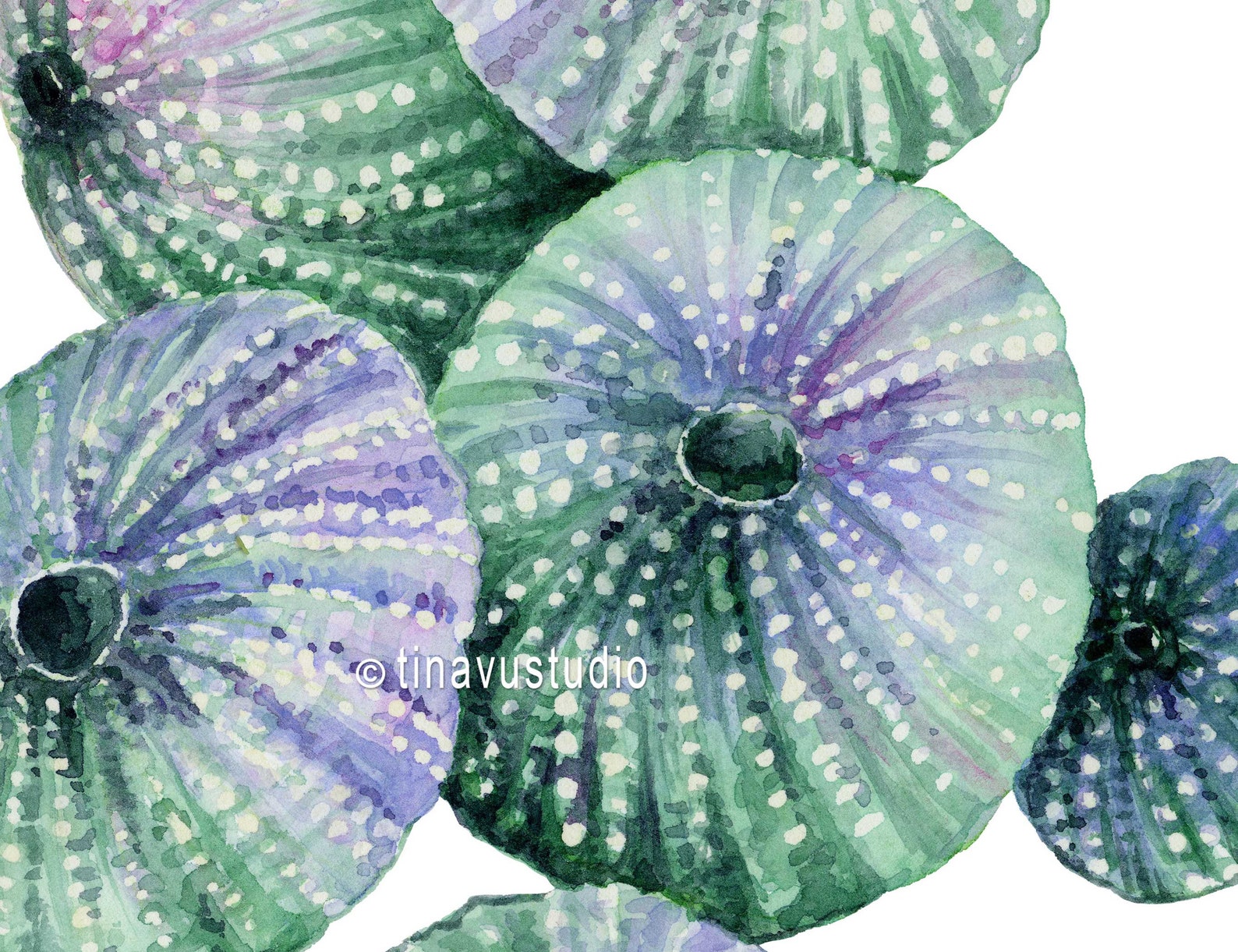 Sea Urchin Shells Green Urchin Watercolor Painting Nautical | Etsy