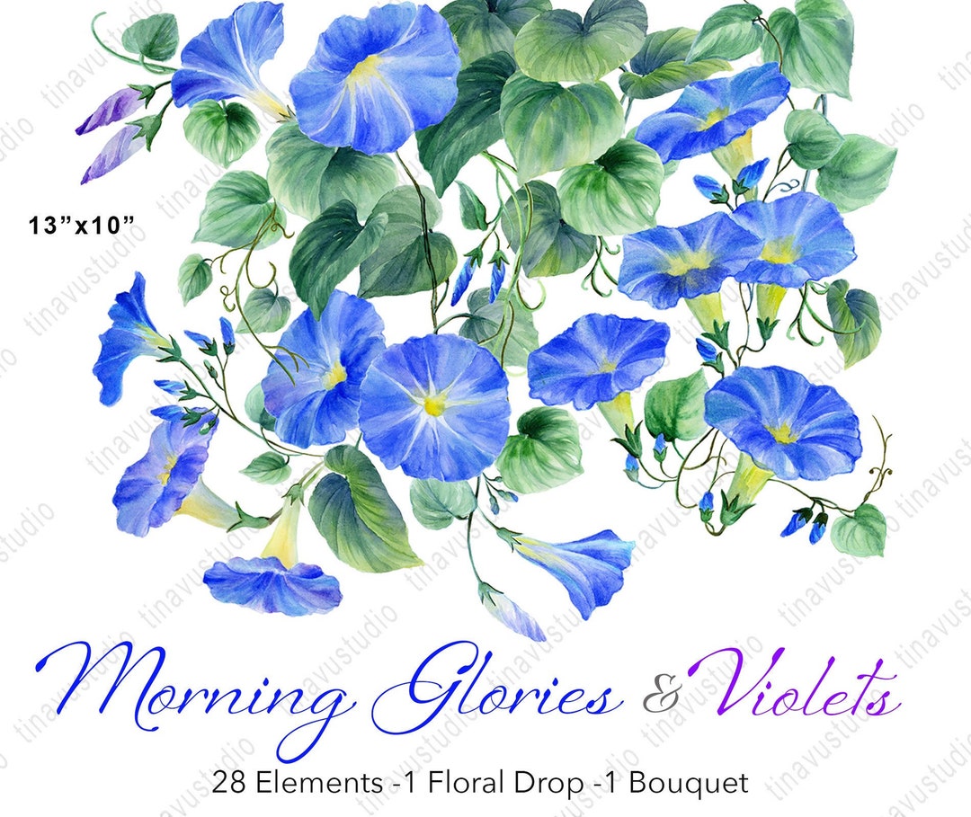 Morning Glories, Violets Watercolor Digital Download, Hand Painted ...