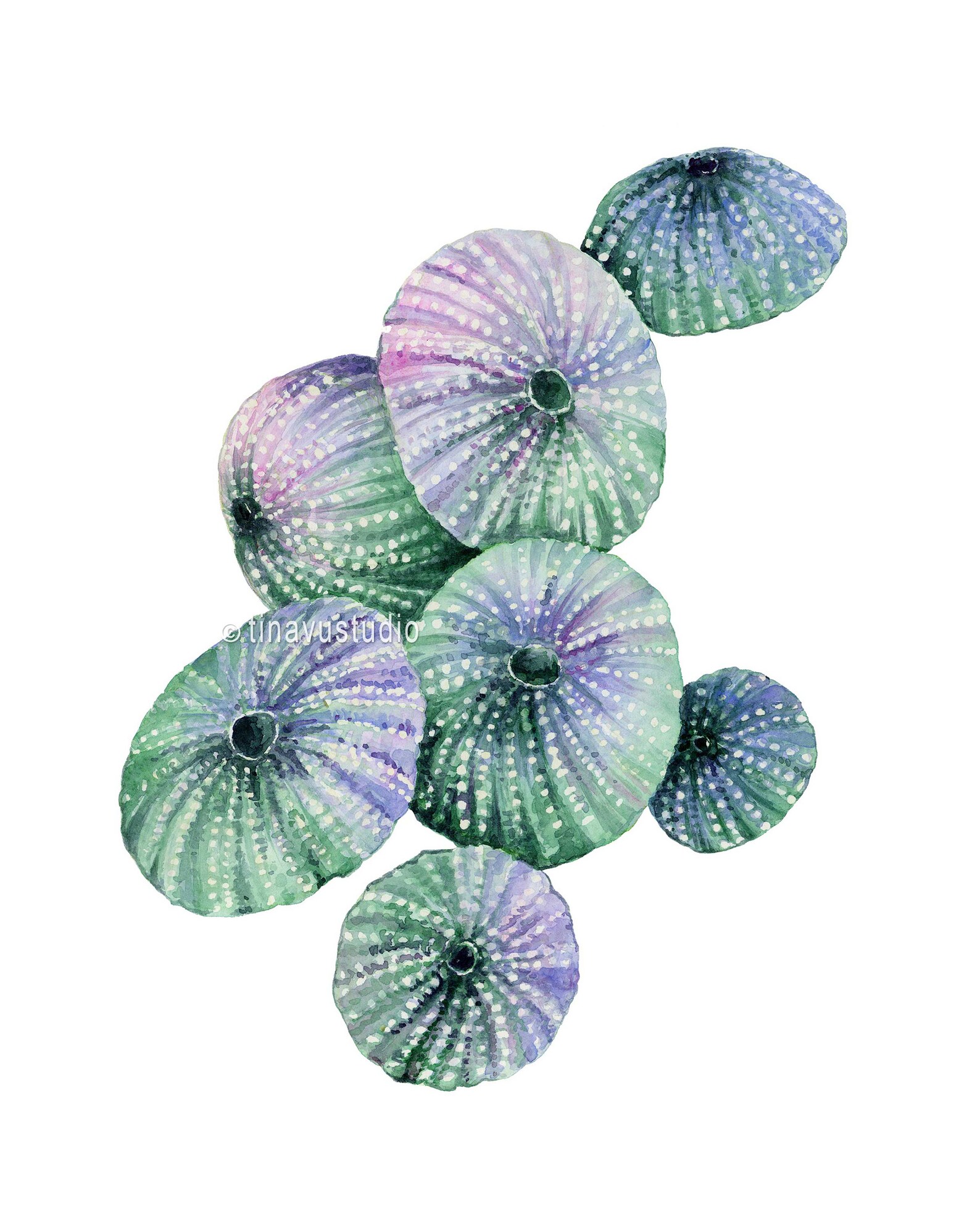 Sea Urchin Shells, Green Urchin Watercolor Painting, Nautical Theme ...