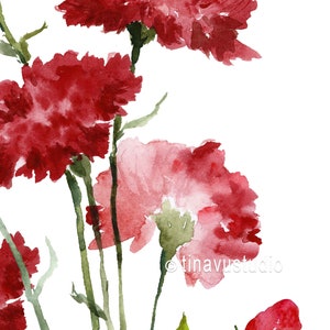 January Birth Month Flower, Ohio State Flowers, Scarlet Carnation ...