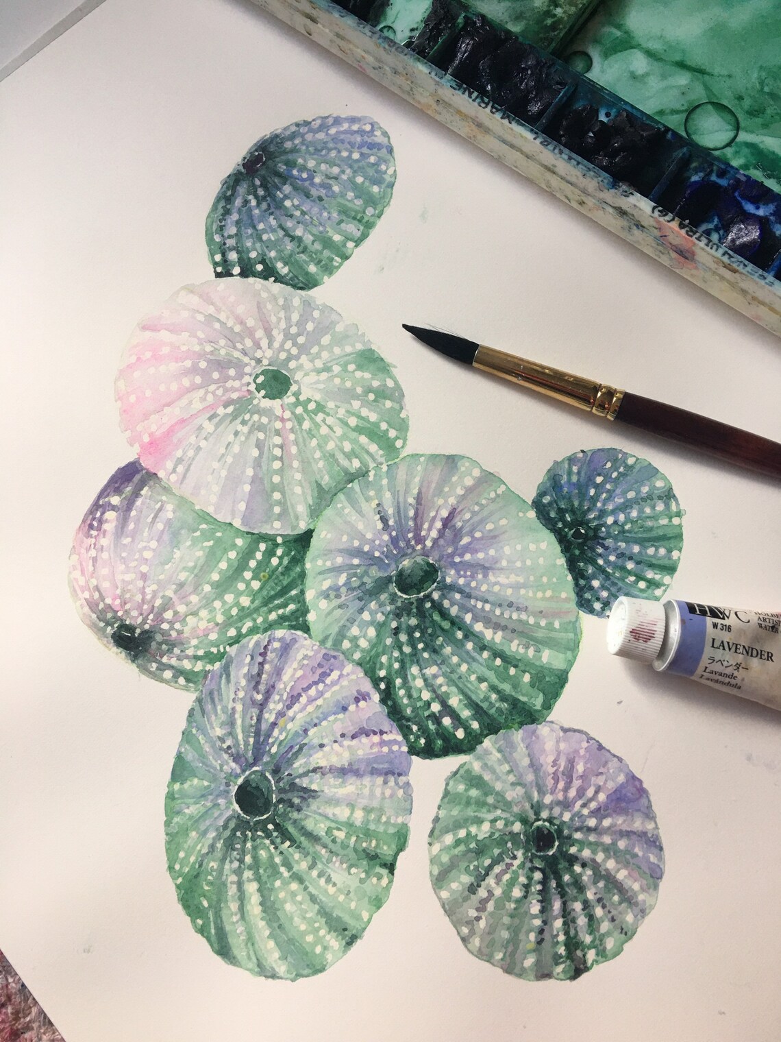 Sea Urchin Shells Green Urchin Watercolor Painting Nautical | Etsy