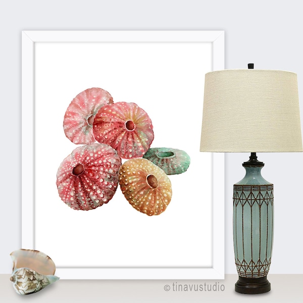 Sea Urchin Shells - Etsy