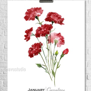 January Birth Month Flower, Ohio State Flowers, Scarlet Carnation ...