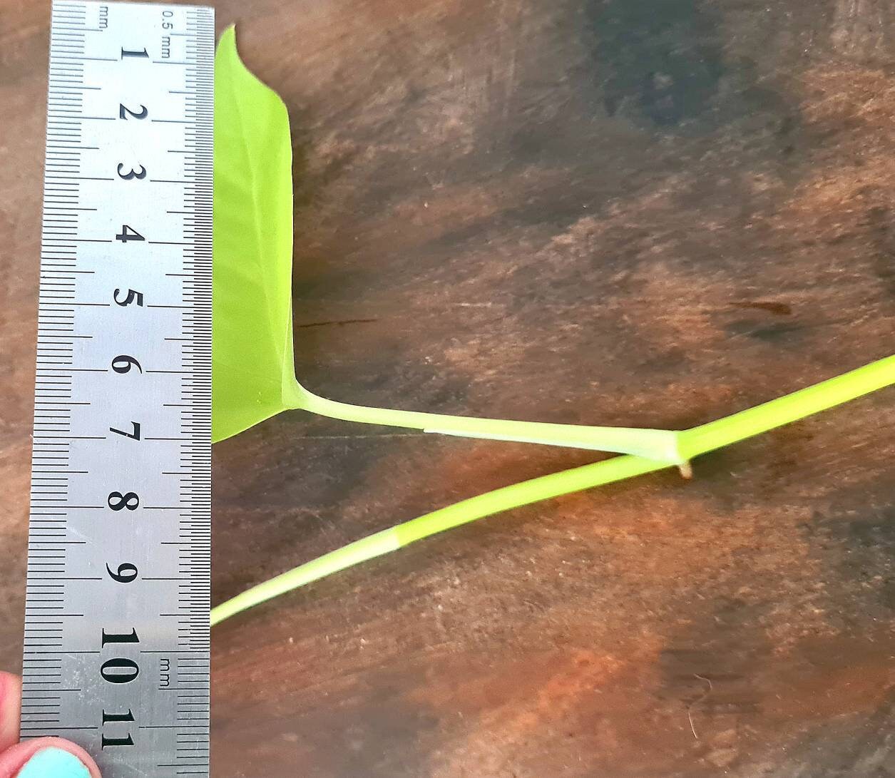 Neon Pothos, Goldilocks 'epipremnum Aureum' Trailing Plant, Indoor Easy ...