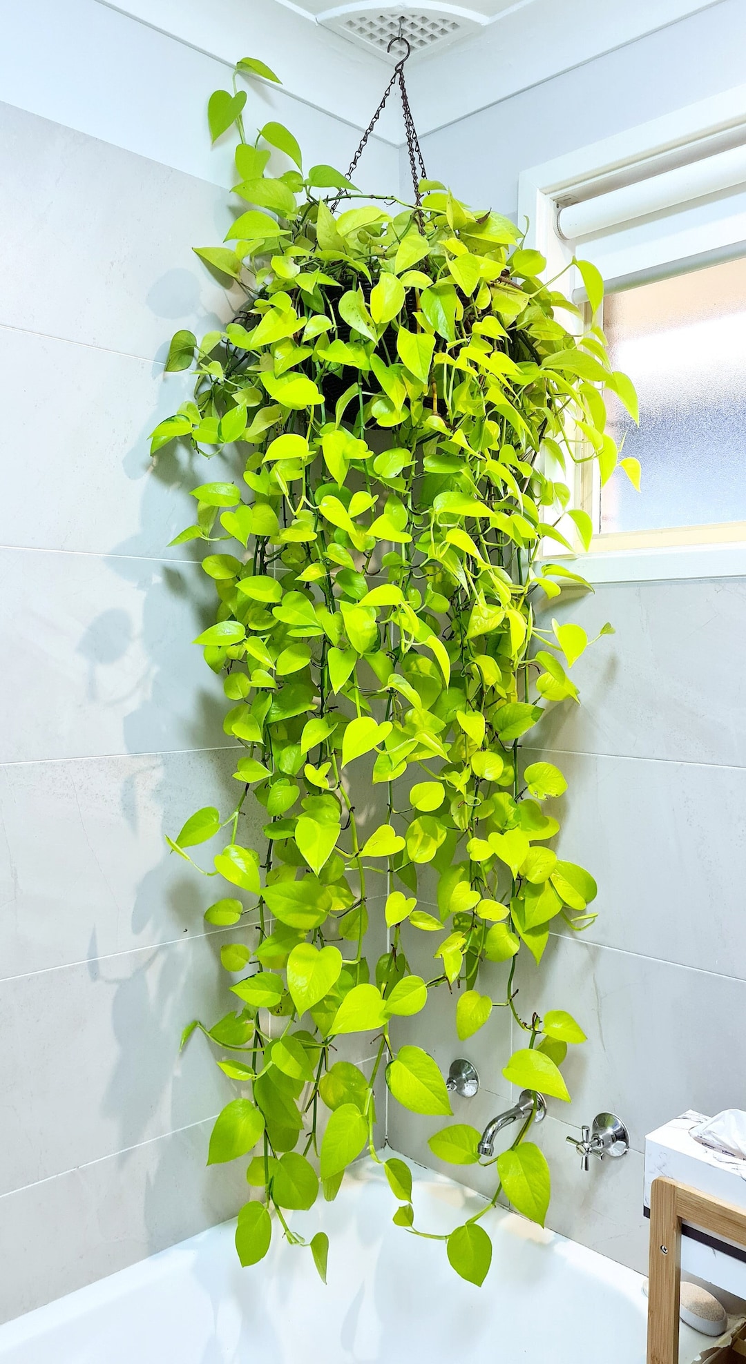 Neon Pothos, Goldilocks 'epipremnum Aureum' Trailing Plant, Indoor Easy ...