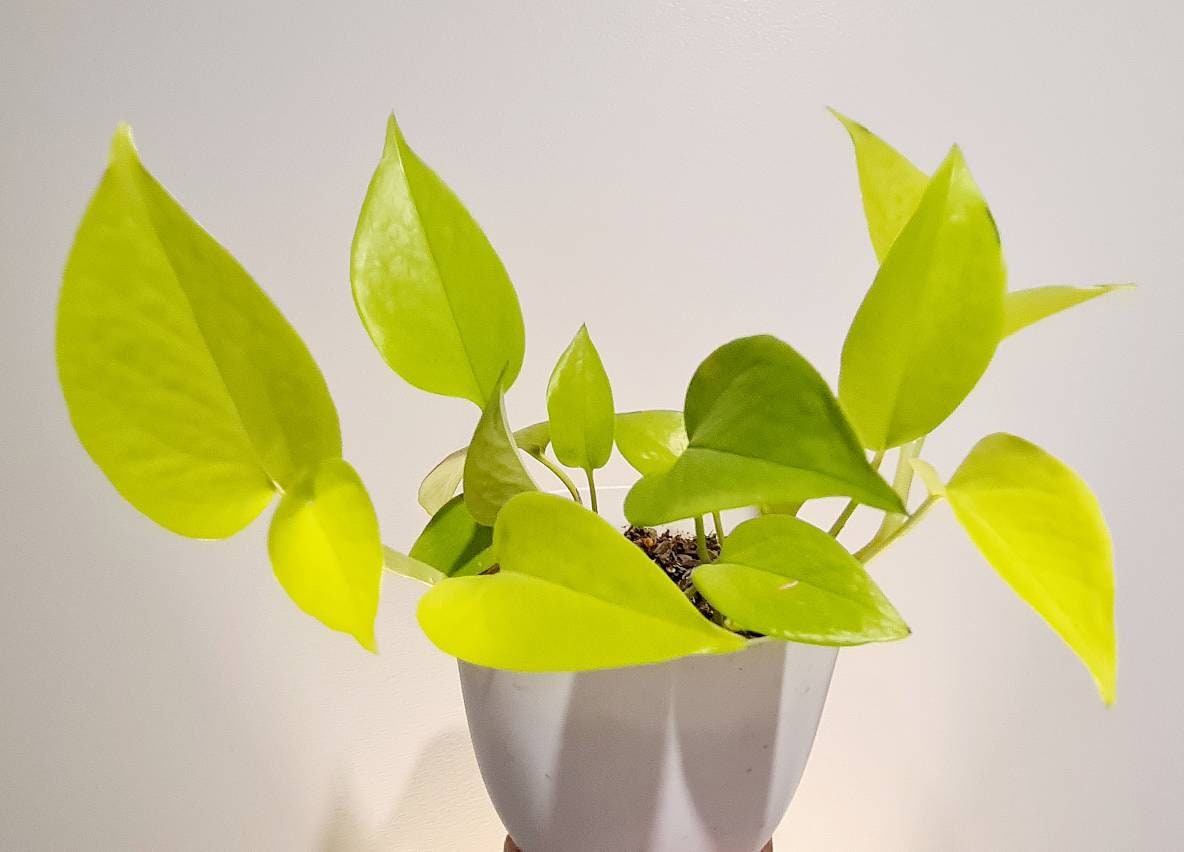 Neon Pothos, Goldilocks 'epipremnum Aureum' Trailing Plant, Indoor Easy ...
