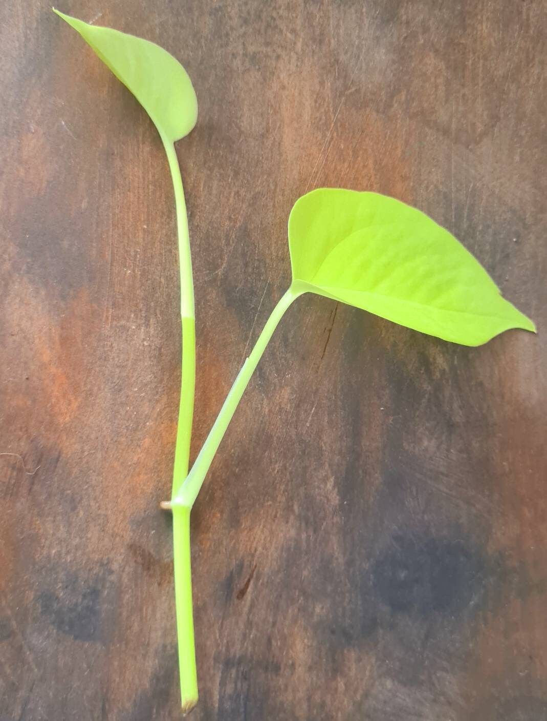 Neon Pothos, Goldilocks 'epipremnum Aureum' Trailing Plant, Indoor Easy ...