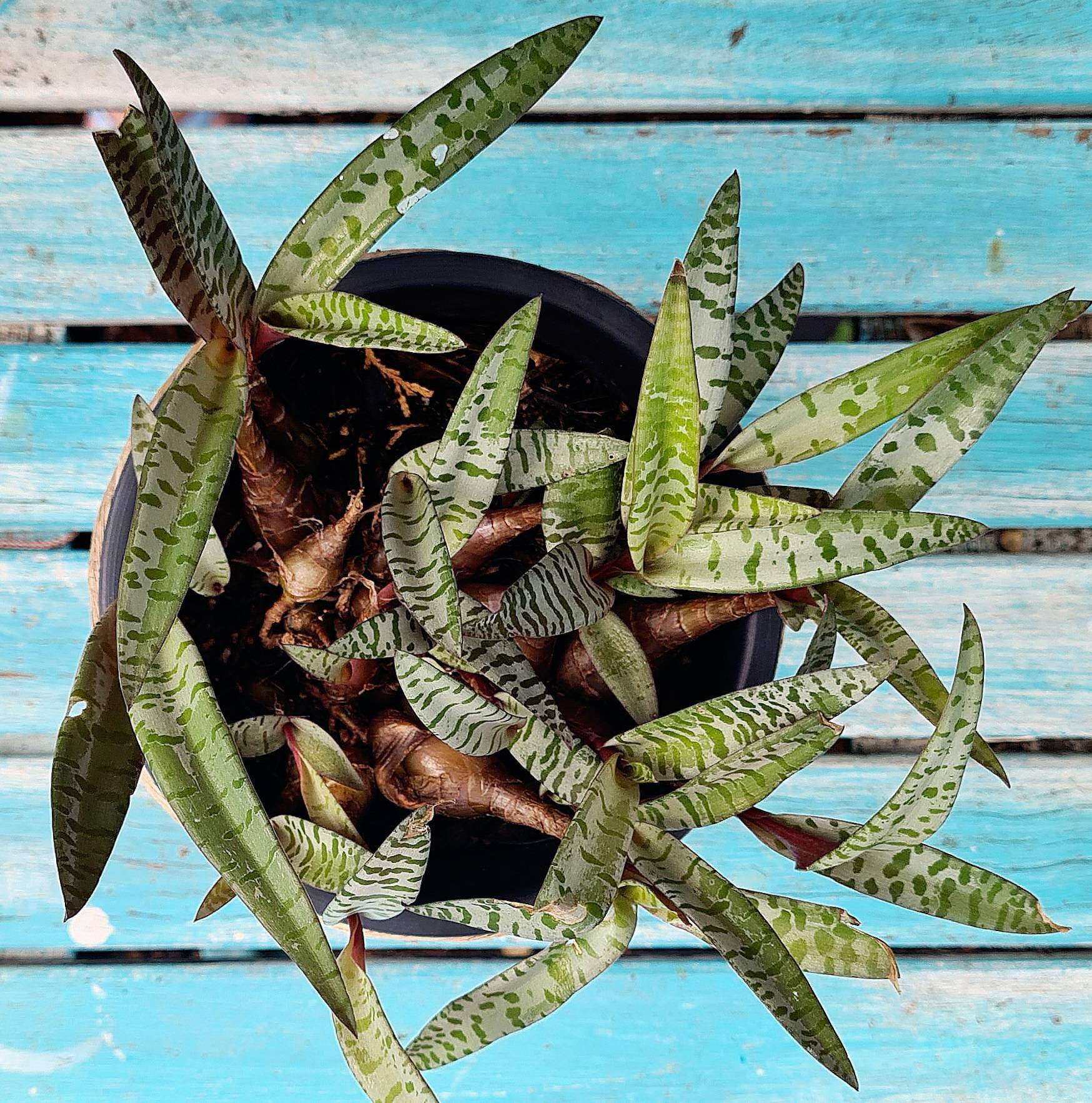 Silver Squill, Ledebouria Socialis, Live Plants, Succulent Planters ...