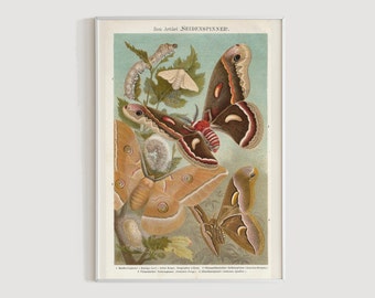 Antique Moth Print - Etsy