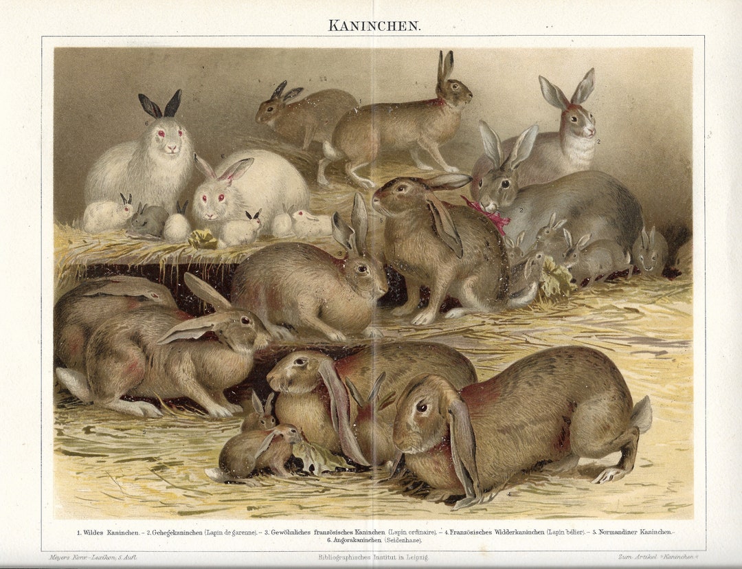 Antique Rabbits Print Original 1890s Lithograph Vintage - Etsy