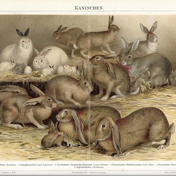 Antique Rabbit Print - Etsy