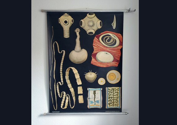 Vintage Pull Down Poster Retro School Poster Vintage Wall | Etsy