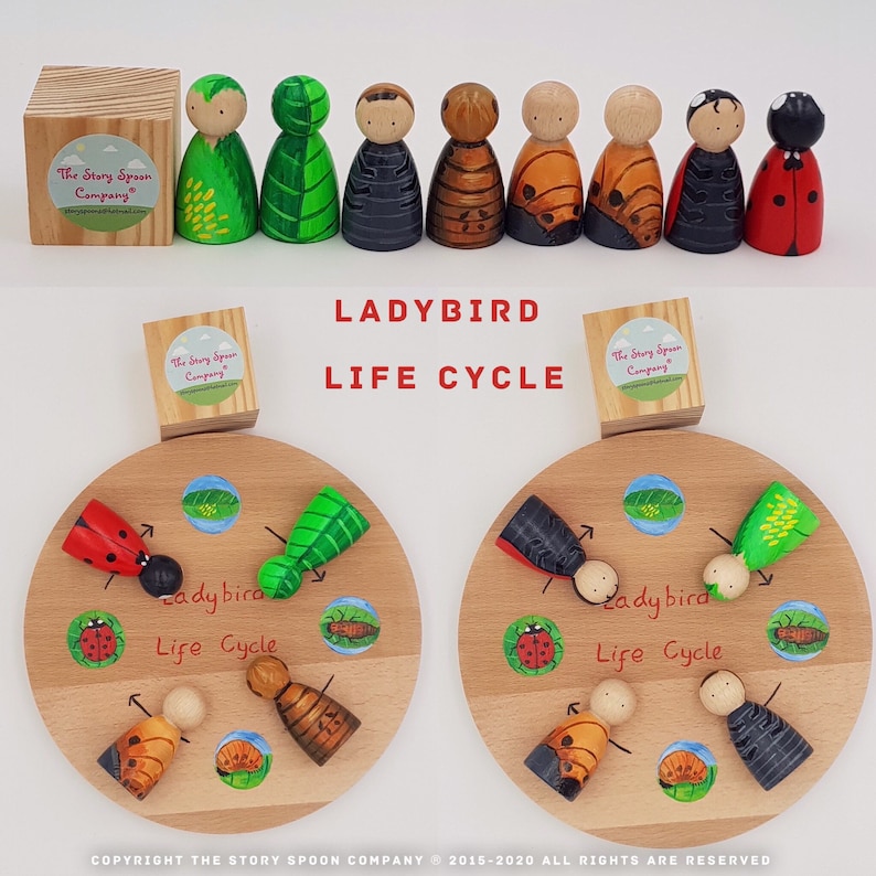 Life Cycle Sunflower Butterfly Wooden Toys Ladybird | Etsy