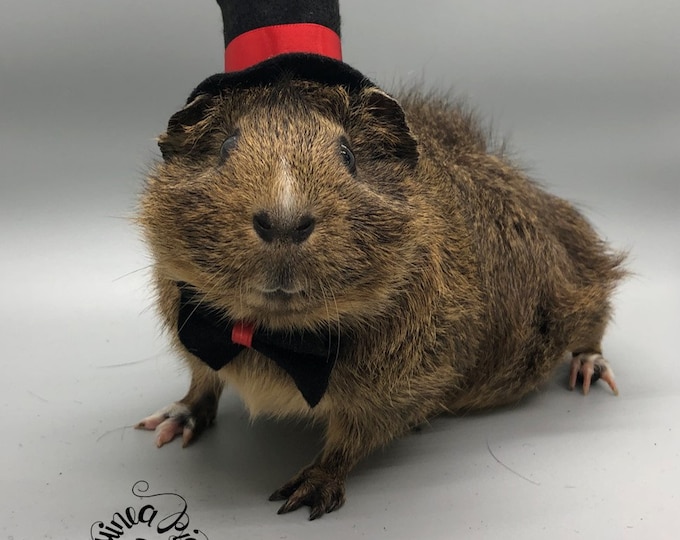 Felt Guinea Pig Mask - Etsy