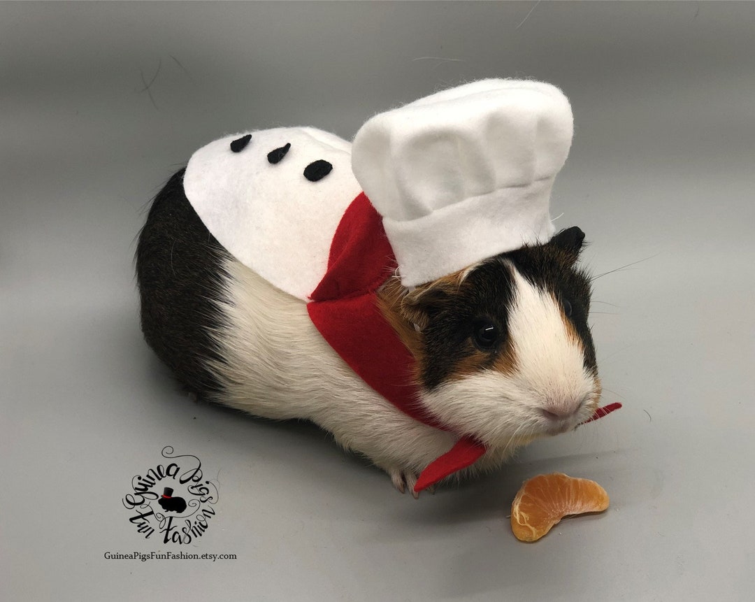 Italian Chef Guinea Pig Costume/outfit - Etsy