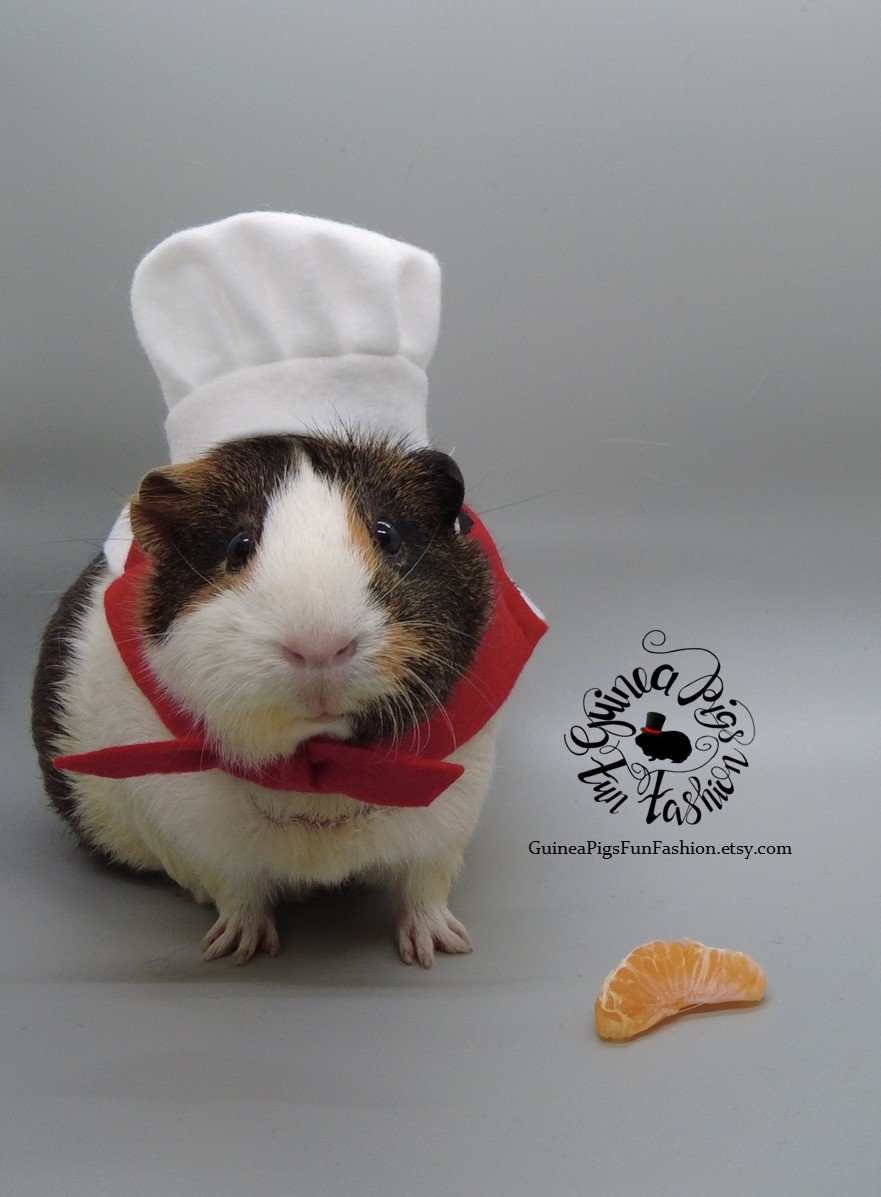 Italian Chef Guinea Pig Costume/outfit - Etsy