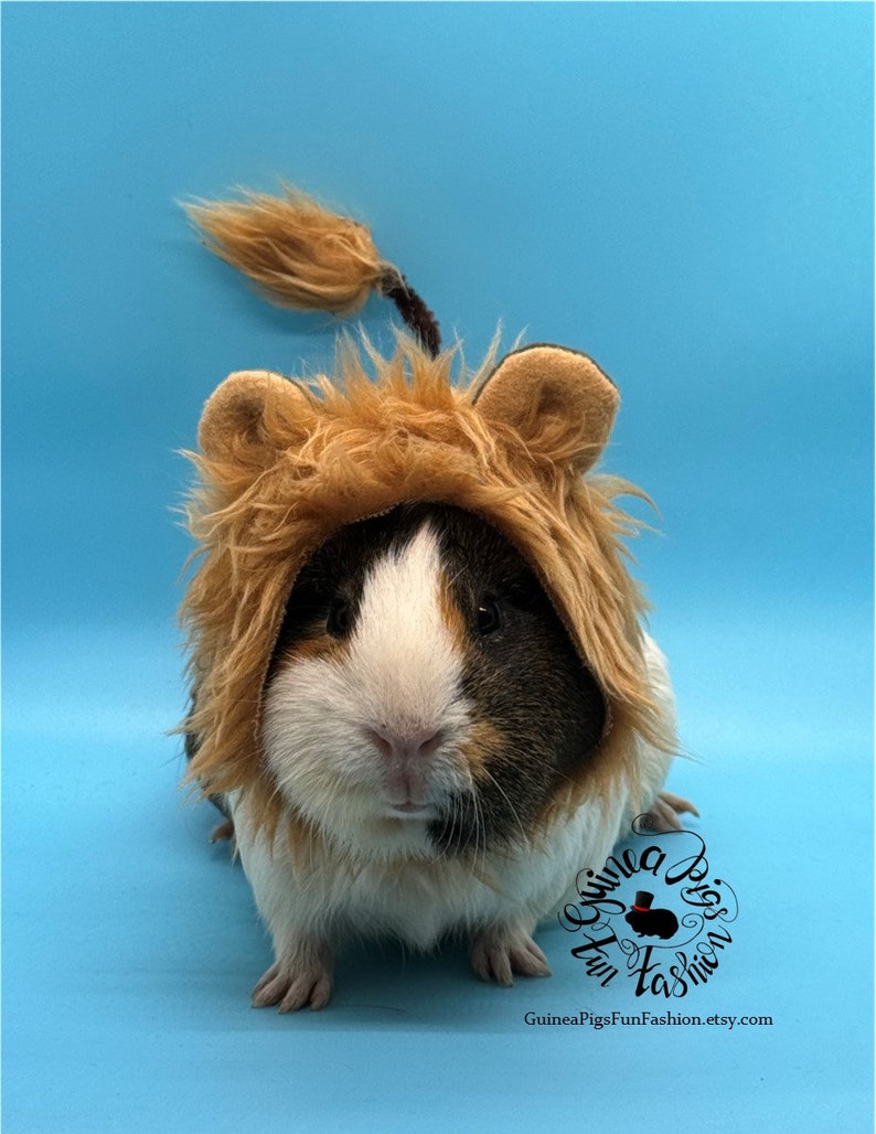 Roaring Good Time: One-piece Lion Guinea Pig Costume - Etsy