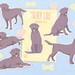 Silver Lab Stickers - Silver Labrador Stickers - Labrador Retriever ...