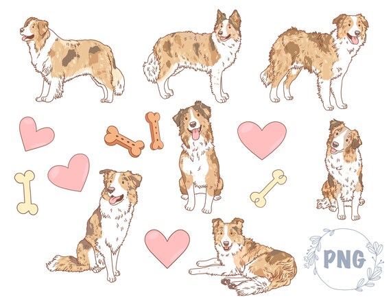 Blue Merle Border Collie Clipart