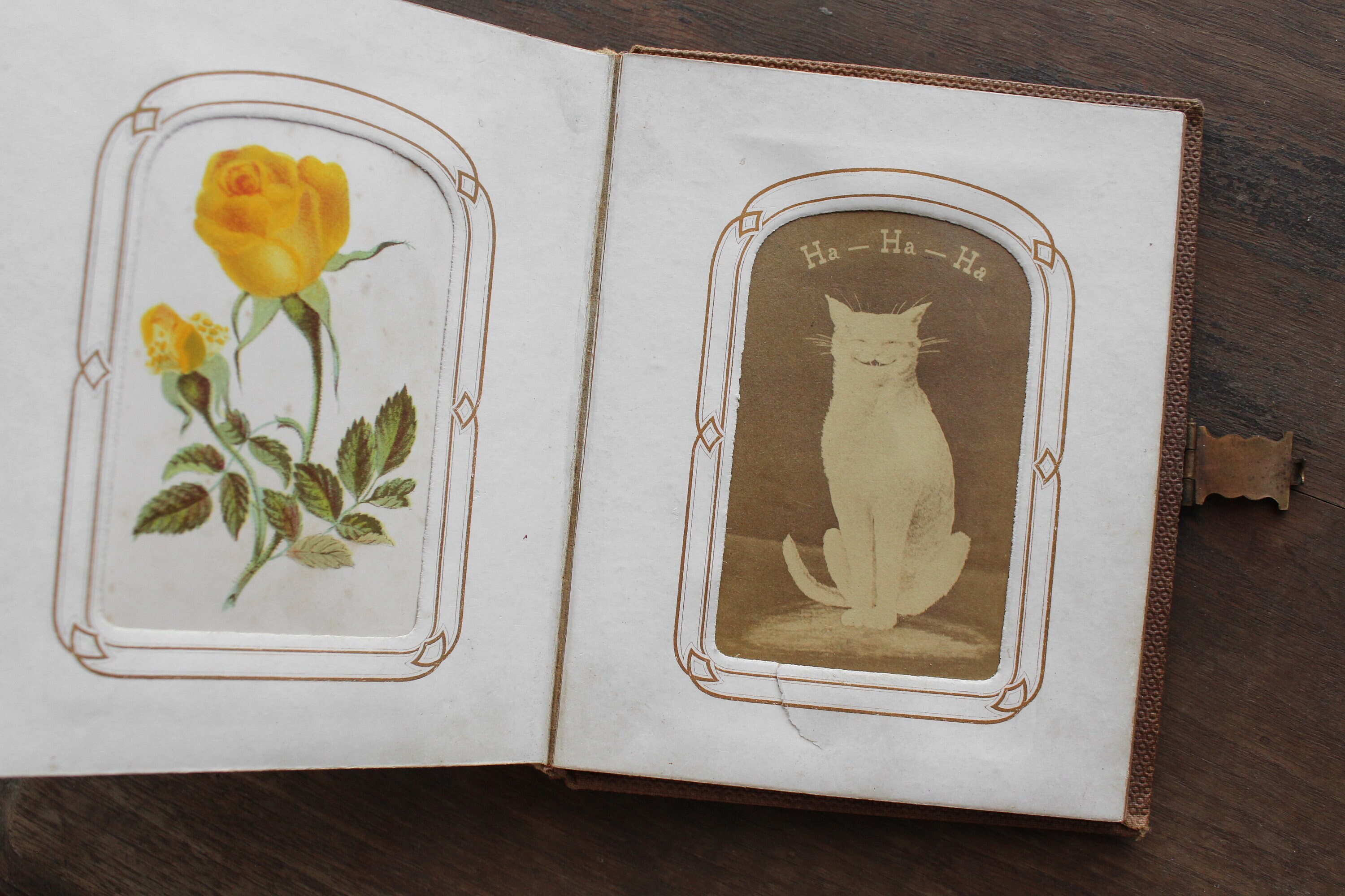 Victorian Photo Album Sea Mosses and Lithographs CDV Album Fillers - Etsy