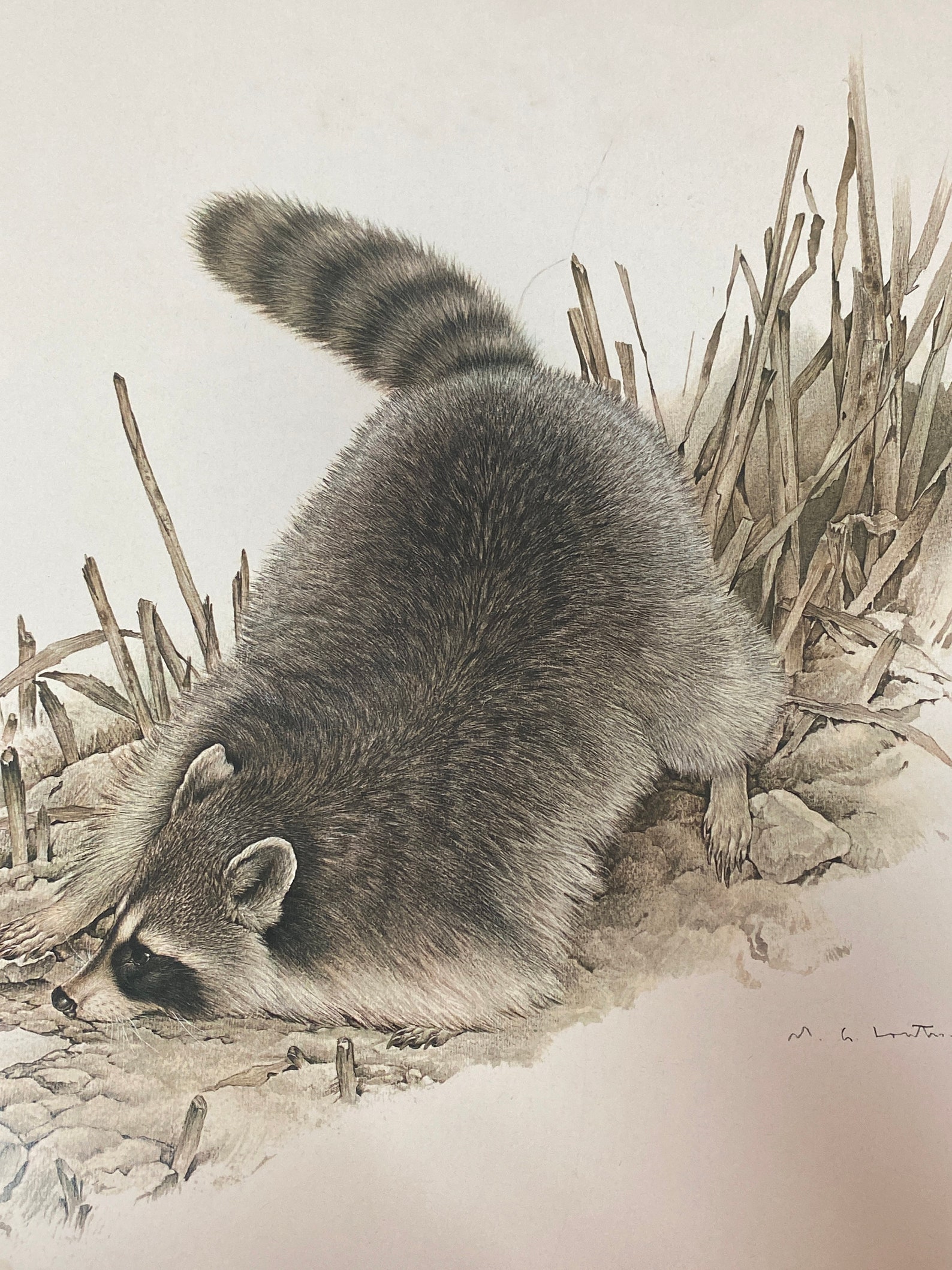 M G Loates Raccoon Litho Large Damaged - Etsy