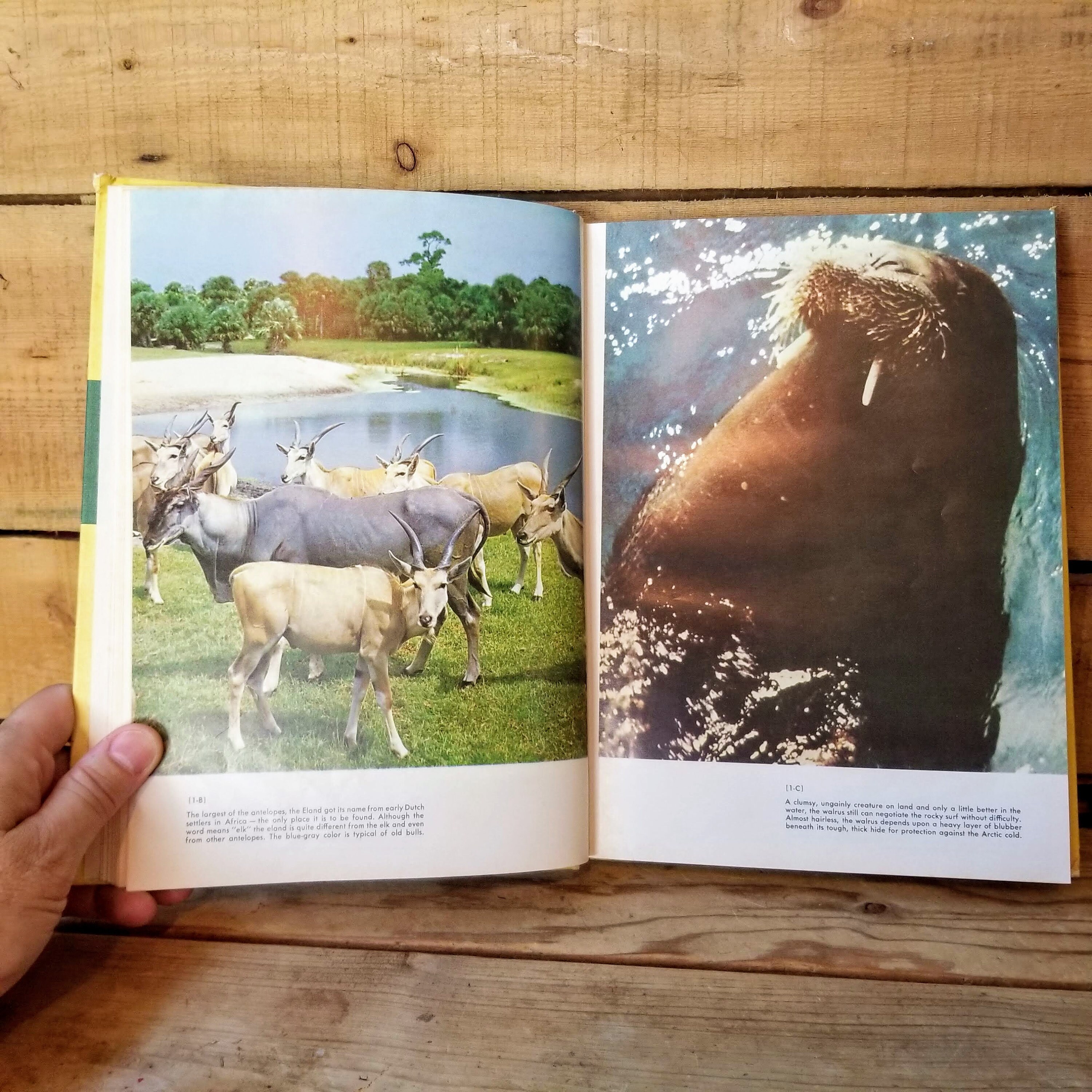 Vintage Mammals Book, Mammals Volume 1, Animal Kingdom Book Vintage ...