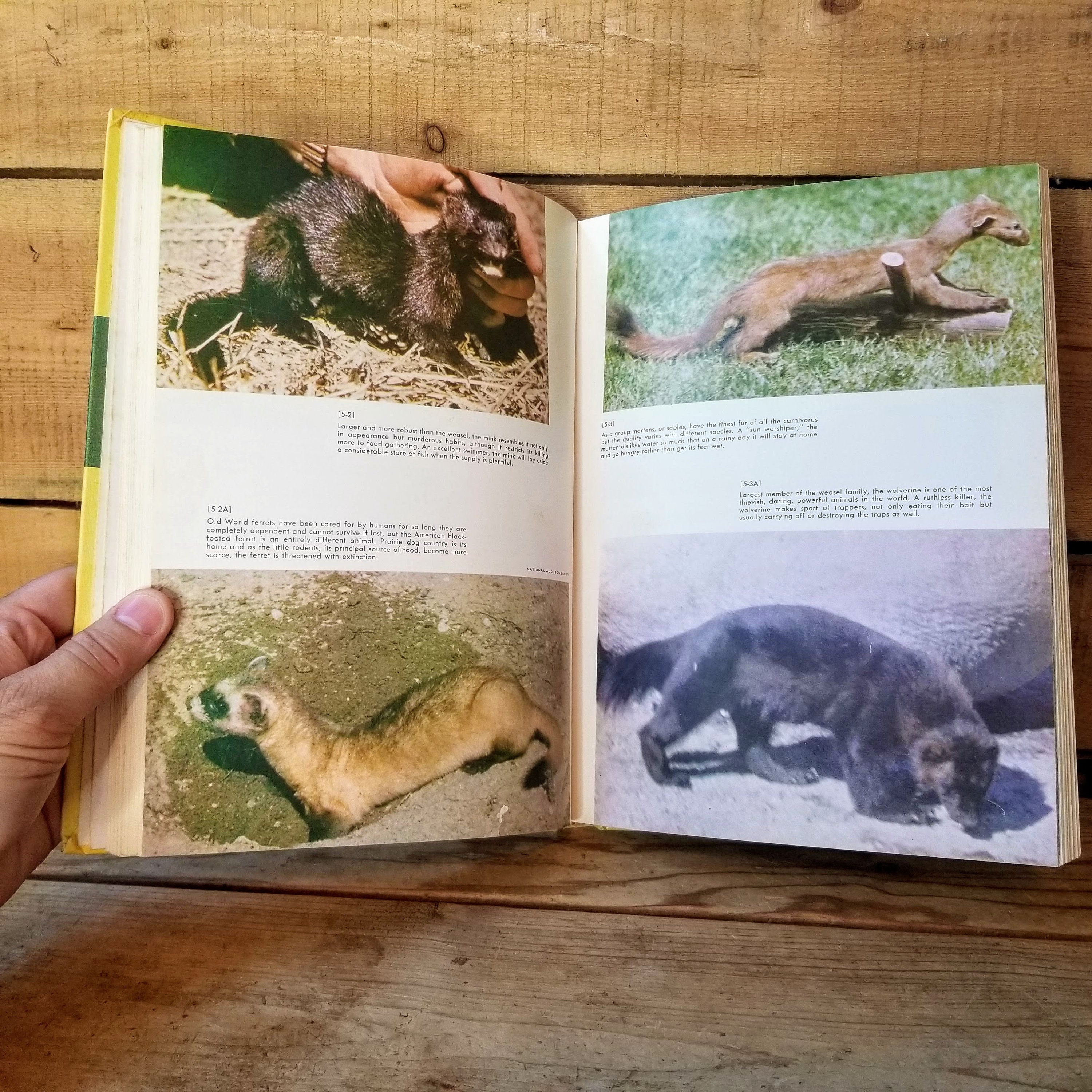 Vintage Mammals Book Mammals Volume 5 Animal Kingdom Book | Etsy
