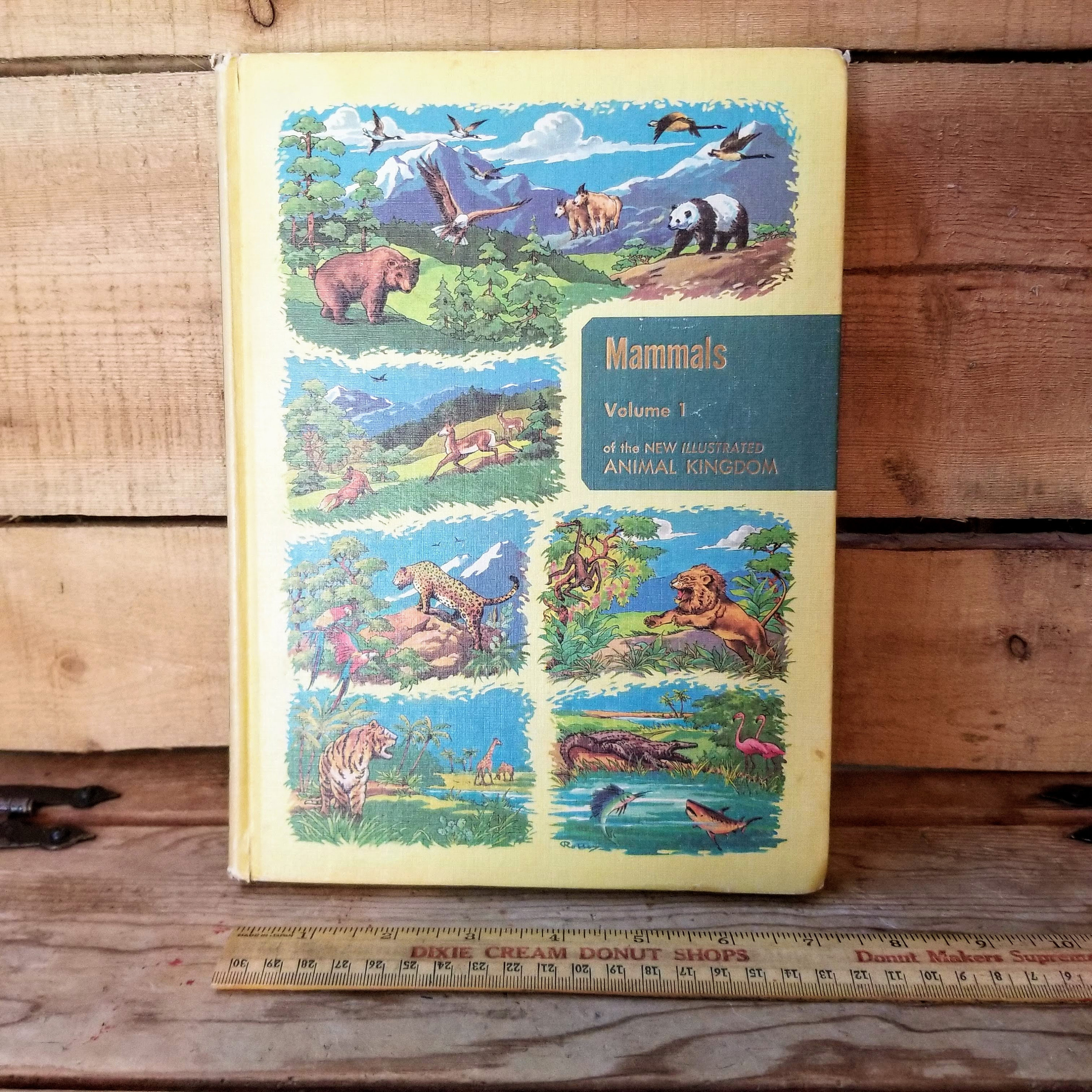 Vintage Mammals Book Mammals Volume 1 Animal Kingdom Book | Etsy