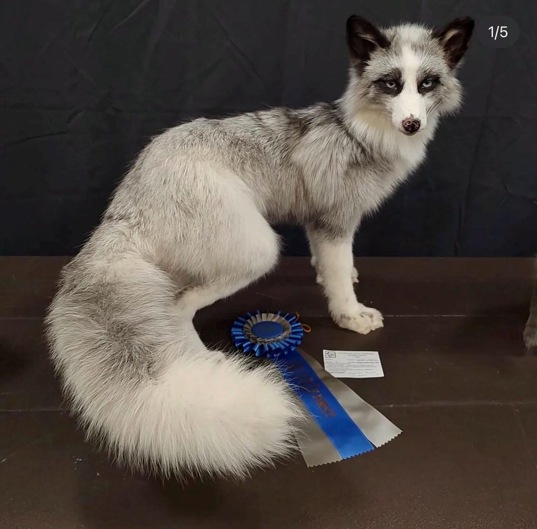 Fully Poseable Fox Soft Mount final Price - Etsy Canada