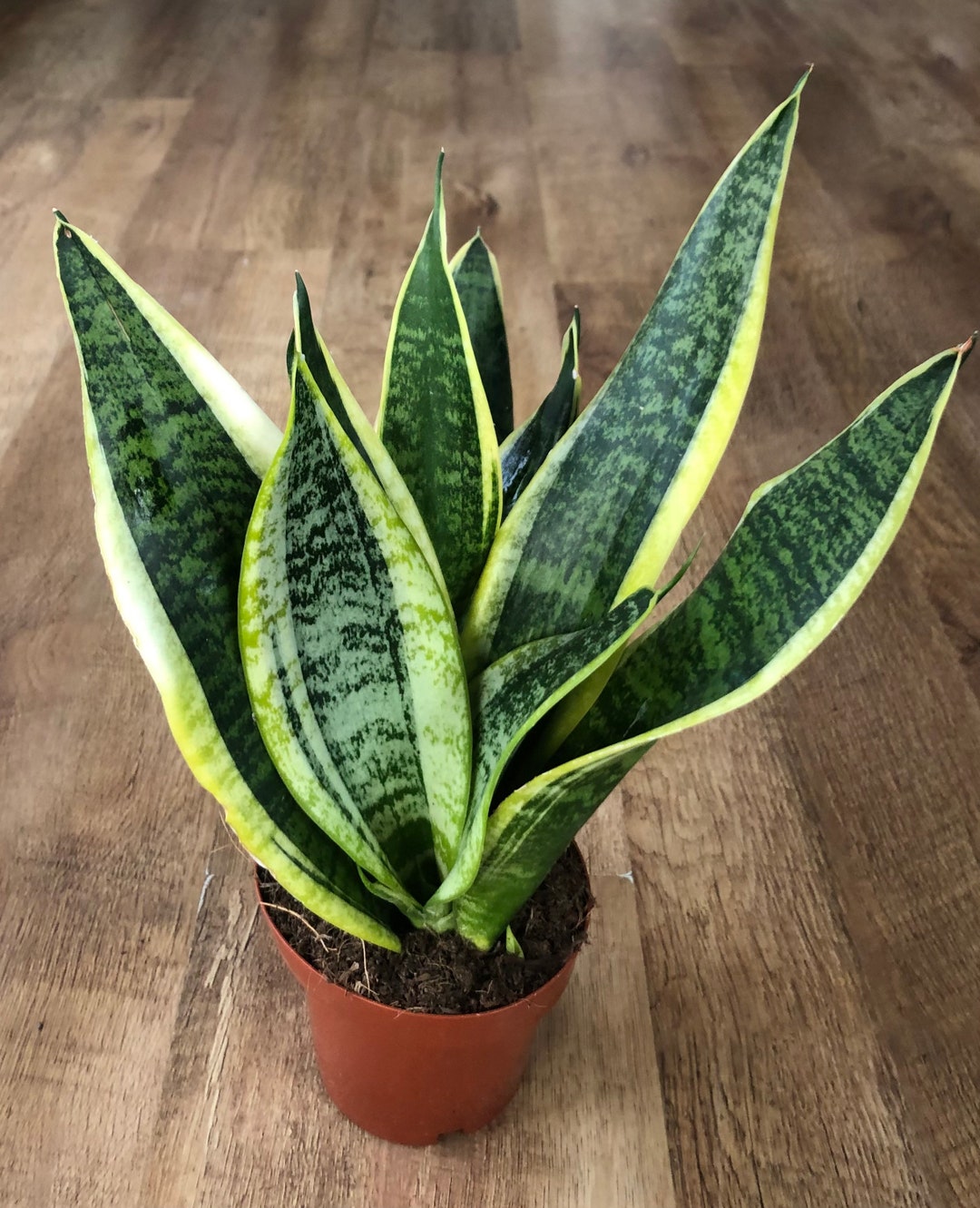 Sansevieria Futura Superba snake Plant Mother in Laws Tongue 12cm Pot ...