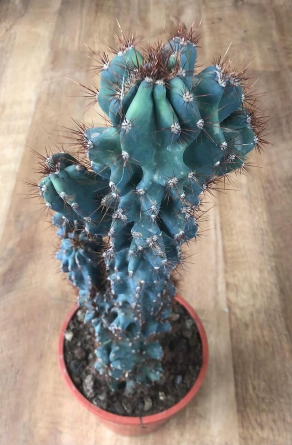 Cereus Peruvianus Blue Monstrose Large Cactus 17cm Pot | Etsy