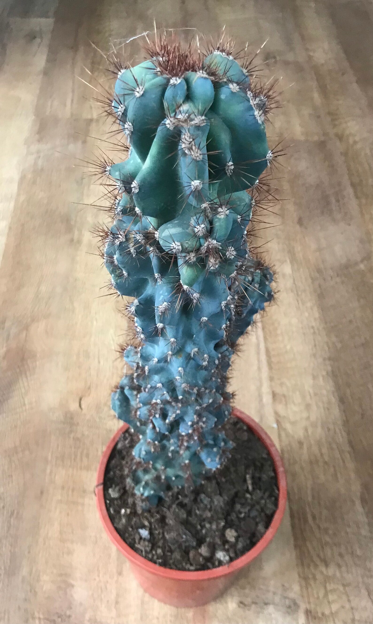 Cereus Peruvianus Blue Monstrose Large Cactus 17cm Pot | Etsy