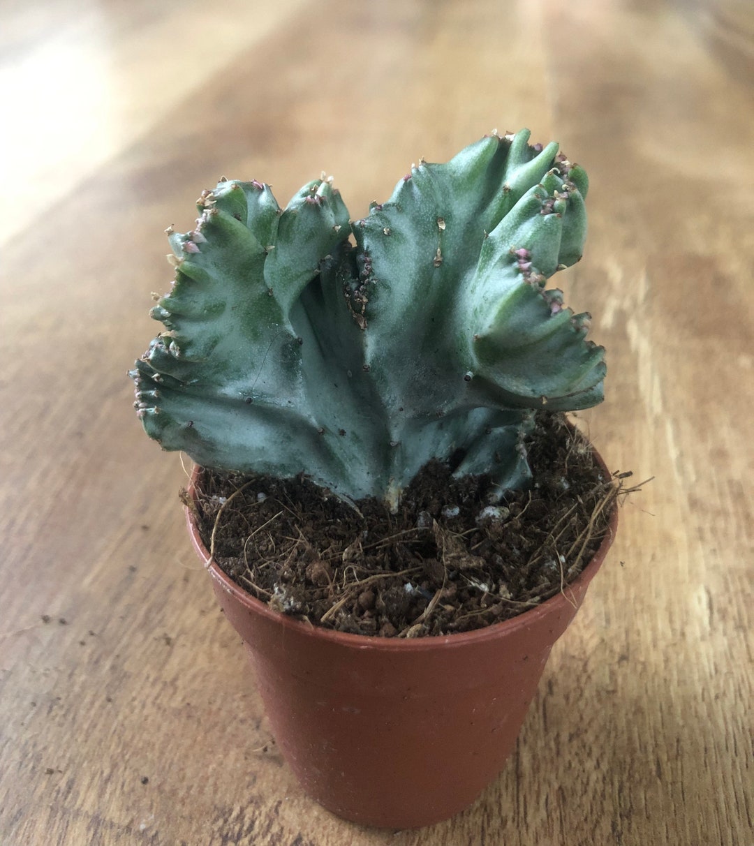 Euphorbia Lactea ghost Var. Crest Succulent Cactus 6cm Pot Rare Crested ...