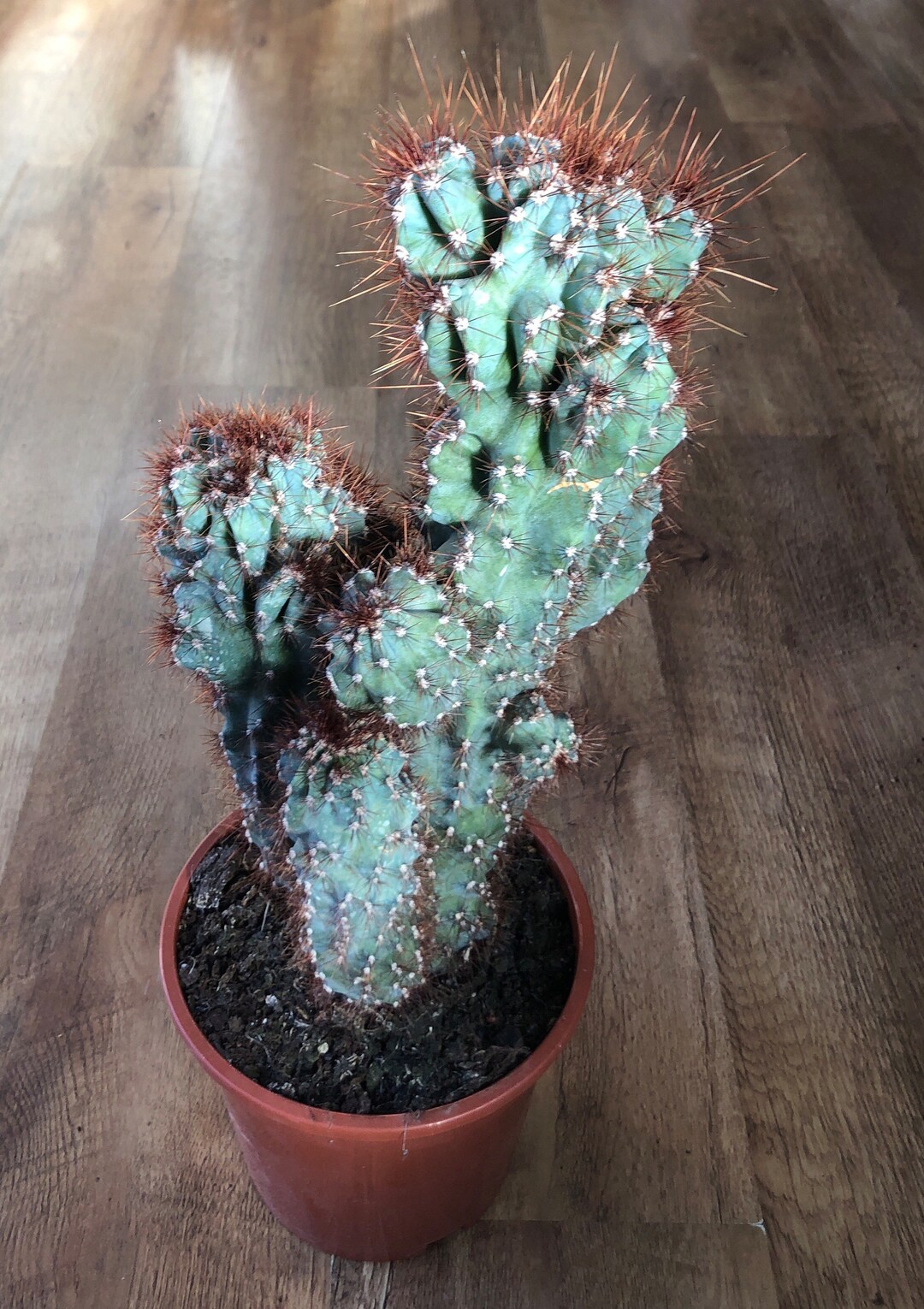 Cereus Peruvianus Blue Monstrose Large Cactus 17cm Pot - Etsy