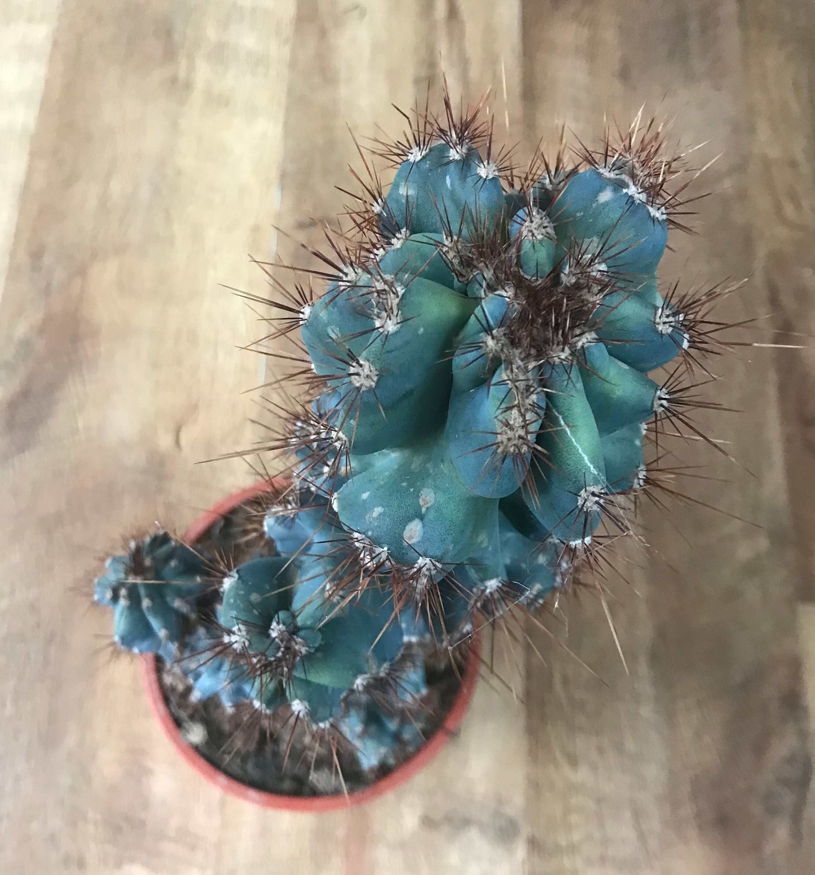 Cereus Peruvianus Blue Monstrose Large Cactus 17cm Pot | Etsy