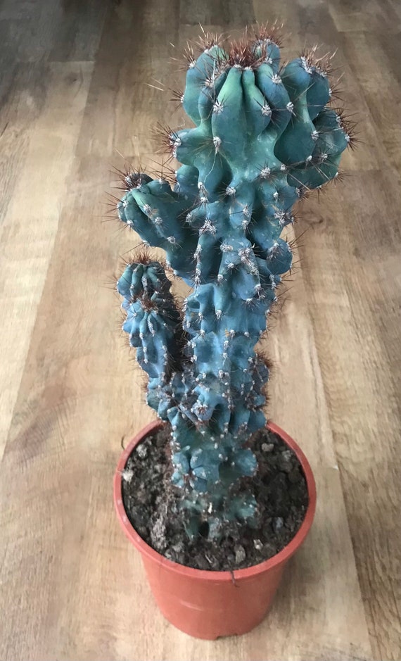 Cereus Peruvianus Blue Monstrose Large Cactus 17cm Pot | Etsy
