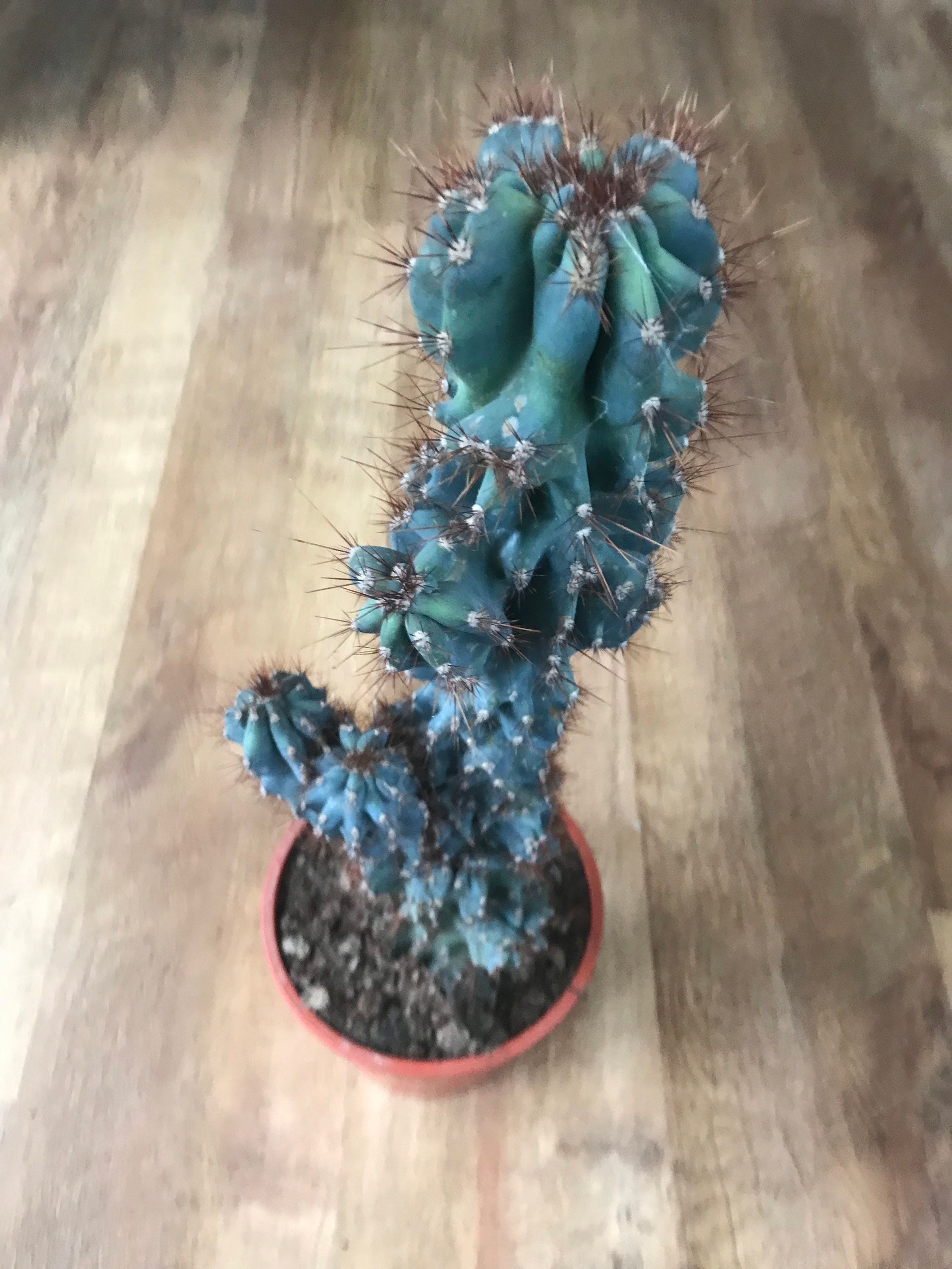 Cereus Peruvianus Blue Monstrose Large Cactus 17cm Pot | Etsy