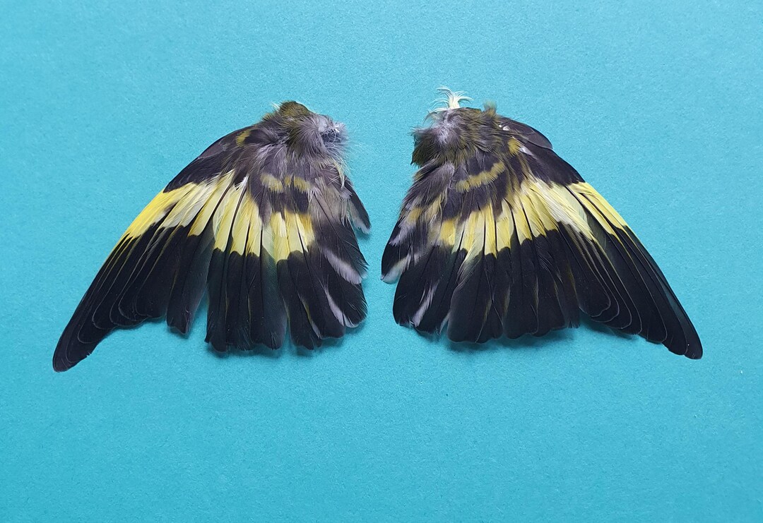 Bird Feathers Wings- Siskin -black Yellow- Taxidermy- Stuffed Bird - Etsy