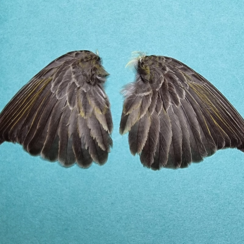 Bird Wings - Etsy