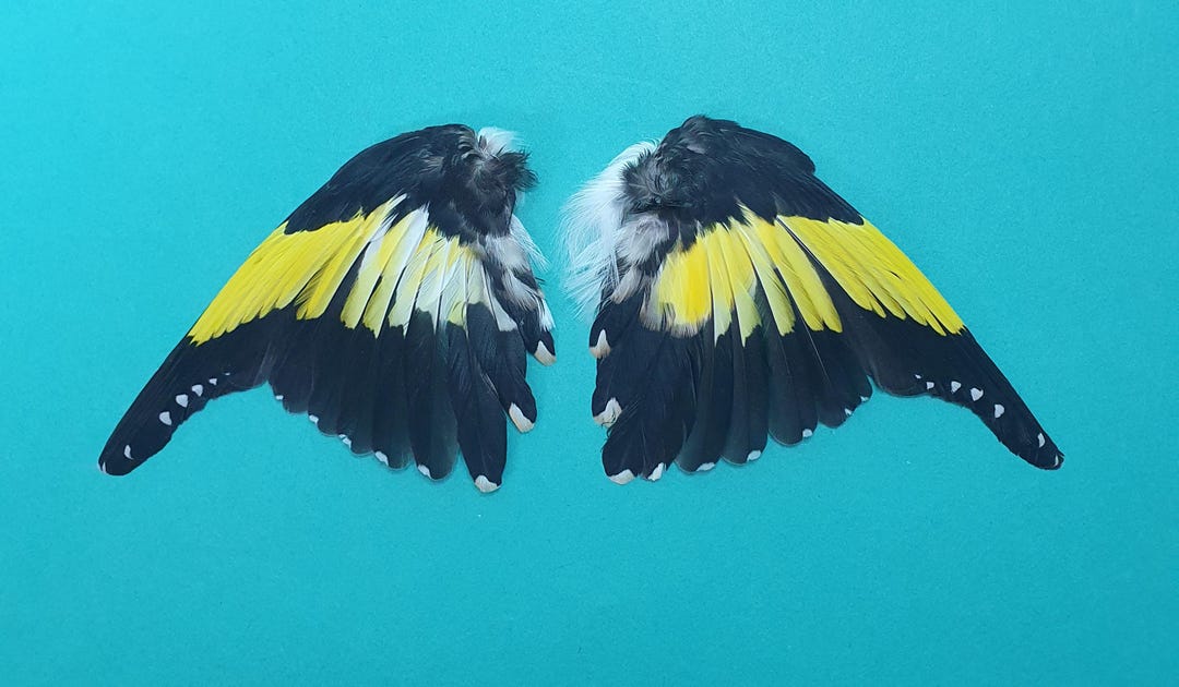 Bird Feathers Wings- European Goldfinch - Taxidermy- Stuffed Bird - Etsy
