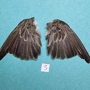 Bird Feathers Wings- Brown Green Wing 3 - Taxidermy - Stuffed Bird - Etsy