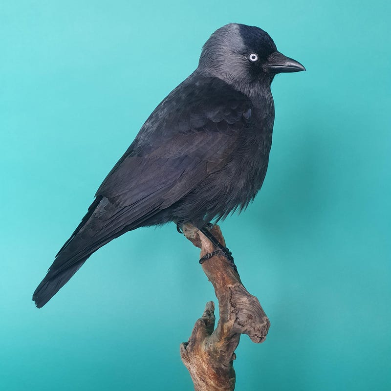 Jackdaw - Etsy