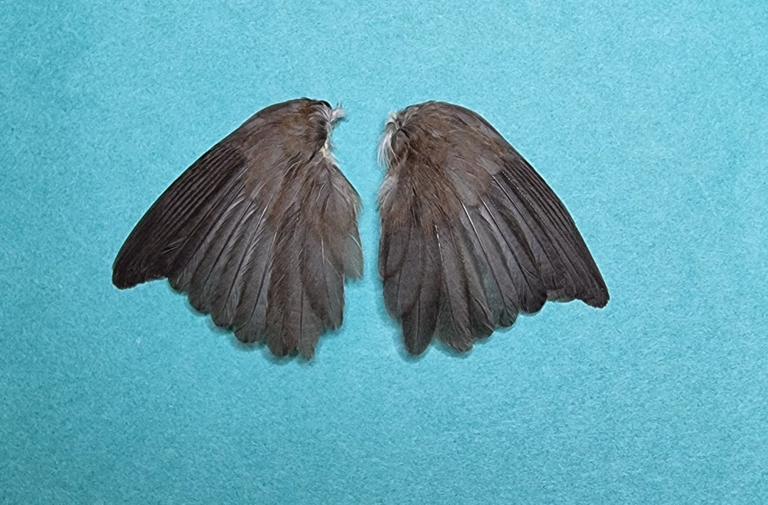 Bird Feathers Wings Brown Finch Orange Cheeked Waxbill Wing Taxidermy ...
