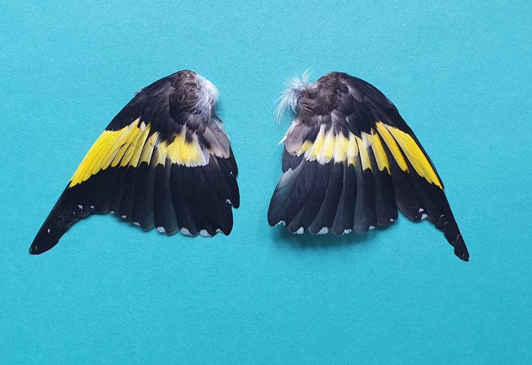 Bird Feathers Wings- European Goldfinch- Taxidermy- Stuffed Bird - Etsy